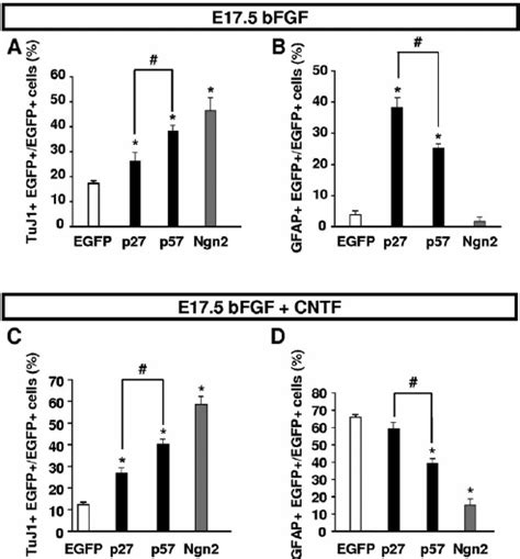 Effects Of P57 And P27 Overexpression On Cell Differentiation Of E17 5 Download Scientific