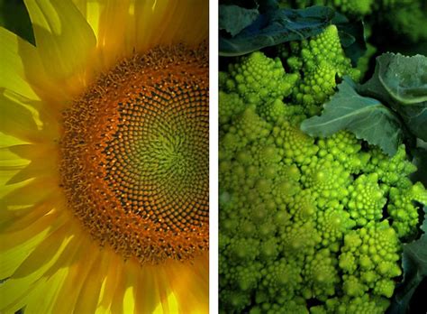 Fibonacci John Lovett Design