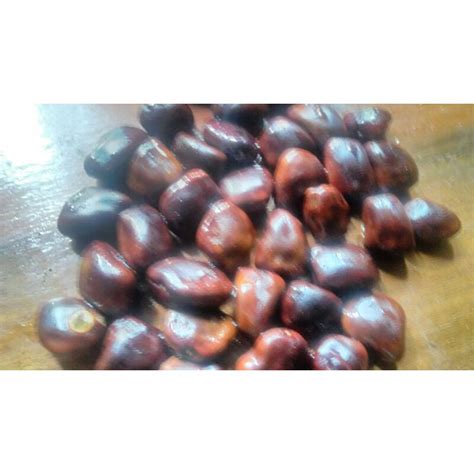 Jual Biji Asem Jawa Siap Semai Bibit Bonsai Shopee Indonesia