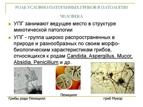 Патогенные грибы и вызываемые ими заболевания презентация онлайн
