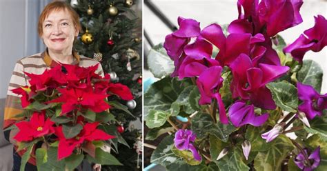 თბილ პირობებში ყვავილი ზამთარშიც იყვავილებს ოთახის მცენარეები რომლებიც ყინვაშიც ყვავის