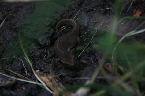 Newt Video Of Smooth Or Palmate Juvenile Newt Scotswood Garden
