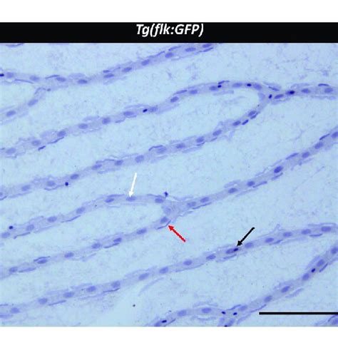 Trypsin Digest Of The Zebrafish Retina ×200 Magnification Of A Download Scientific Diagram