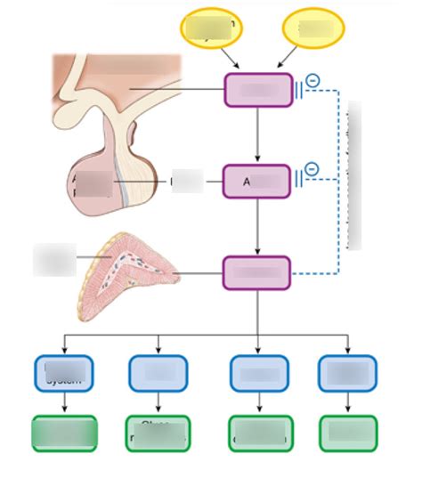 Hypothalamus Pituitary Adrenal Axis Diagram Quizlet