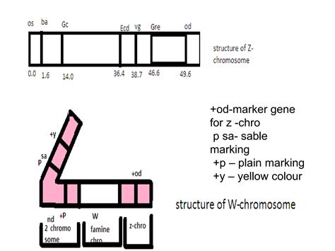 Silkworm Chromosome And Structure Of Sex Chromosome Pptx Needlework Arts And Crafts