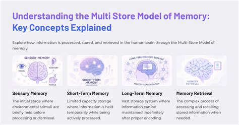 Understanding The Multi Store Model Of Memory Key Concepts Explained