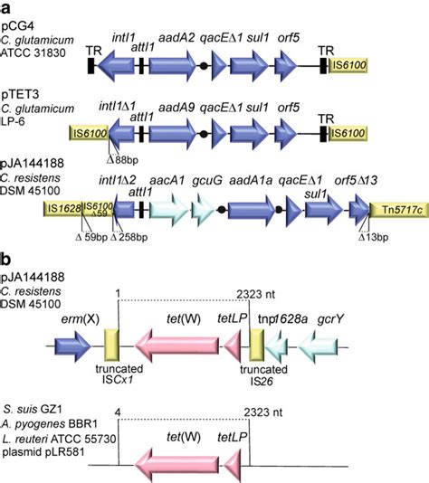 Prominent Genetic Features Of Plasmid Pja144188 From C Resistens Dsm Download Scientific