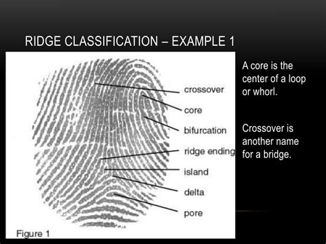 Ppt Fingerprints Day 2 Ridge Classification And Lifting Prints Powerpoint Presentation Id