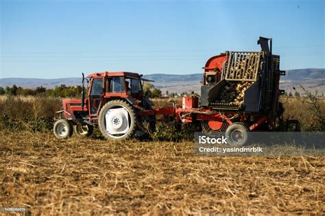 터키 농부는 트랙터와 사탕무 수확기로 사탕무를 수확합니다 사탕무 수확 25 29세에 대한 스톡 사진 및 기타 이미지 25 29세 가을 개발 Istock