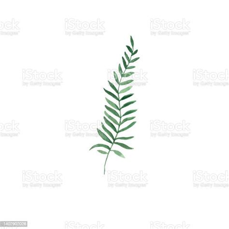 흰색 배경에 고립 된 녹색 나뭇 가지 수채화 손으로 그린 그림 계절에 대한 스톡 벡터 아트 및 기타 이미지 계절 그리기 그림 그리기 Istock