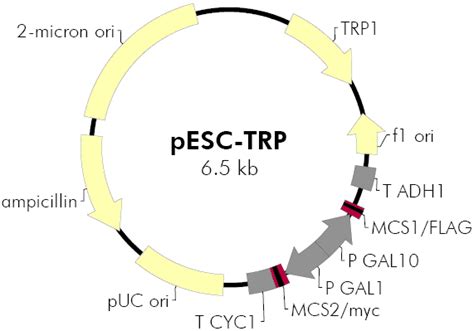 Pesc Trp质粒图谱、载体图谱、序列、价格、抗性、测序引物、大小等信息 生物风载体