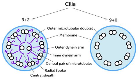 Cilia Structure