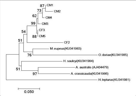 Comparison Of The Nucleotide Sequence Of An Its2 Gene Fragment Related Download Scientific