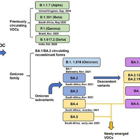Some Global Sars Cov 2 Vocs Including Delta Omicron And Its Subvariants Download Scientific
