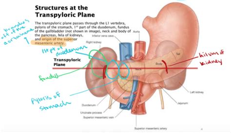 Case 1 Anatomy Flashcards Quizlet