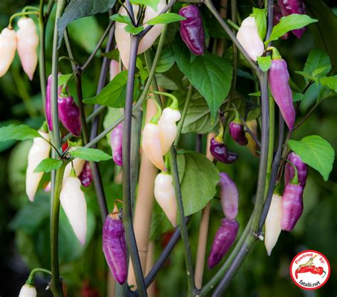 Smooth White Fatalii Seeds