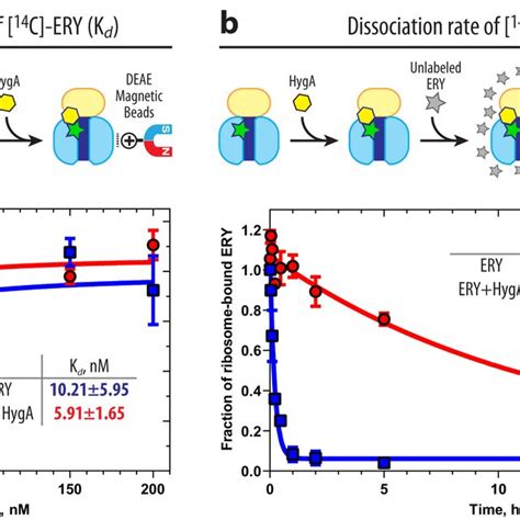 Effects Of Hygromycin A On Binding Properties Of Erythromycin To The