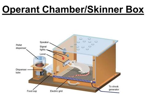 Skinner의 조작적 조건형성 이론 네이버 블로그