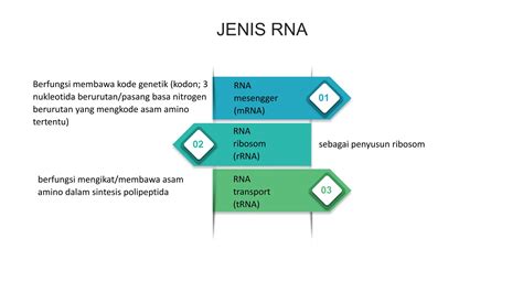 Biologi Molekuler Asam Nukleat Edy Ppptx