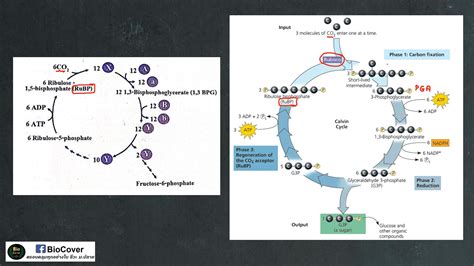 เฉลยข้อสอบ 9วิชาสามัญ ปี 65 ข้อ 5 ระยะใน Calvin Cycle เฉลยข้อสอบ 9วิชาสามัญ ปี 65 ข้อ 5