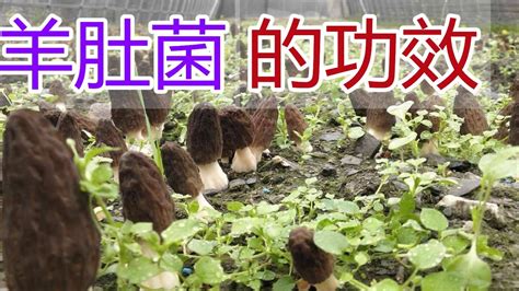 羊肚菌的功效和作用，羊肚菌食疗方法羊肚菌食用禁忌 Youtube