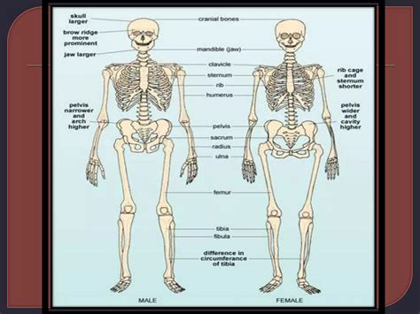 Differences In Male And Female Skeletonpptx