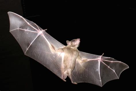 Летучая мышь виды и описание животных интересные факты и фото