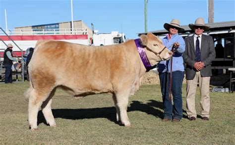 Temana Charolais Stud Baradine Nsw