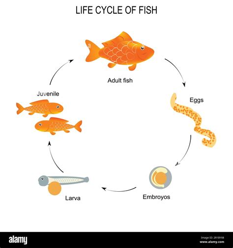 Life Cycle Fish Sequence Stages Development Fish Egg Roe 59 Off