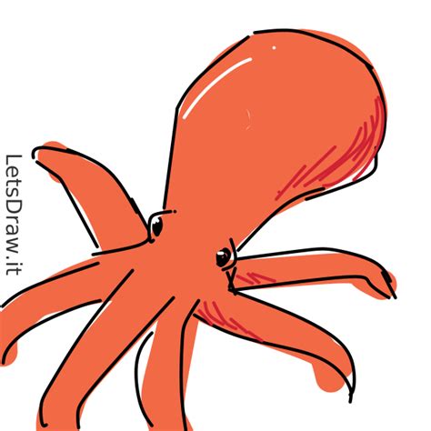 How To Draw Squid Wschocy Png LetsDrawIt