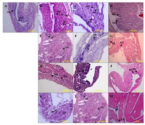 The Development Of Gonads In The Protogynous Orange Spotted Grouper Download Scientific