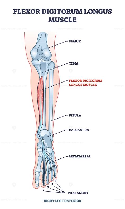 Flexor Digitorum Longus Muscle