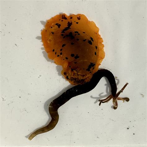 にに On Twitter 国際生物多様性の日 1日遅れ まず門の数が多い海洋生物。 マイナーな生物も、調べれば簡単にデータが出て