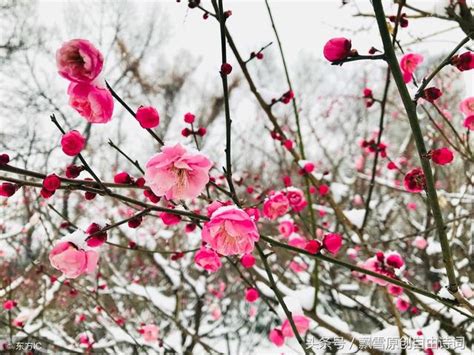 原創對聯梅開笑冬雪邀對 每日頭條