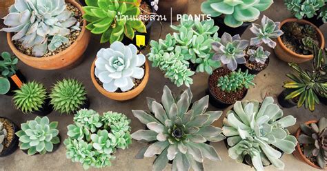 มาทำความรู้จัก ไม้อวบน้ำ Succulent กัน บ้านและสวน