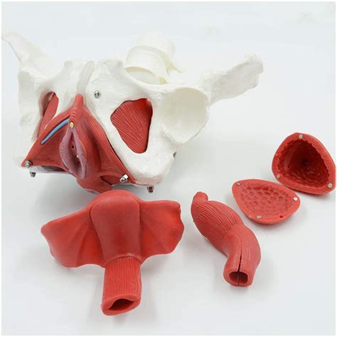 Buy Hyclam Body Model Life Size Female Pelvis Model Anatomy Model