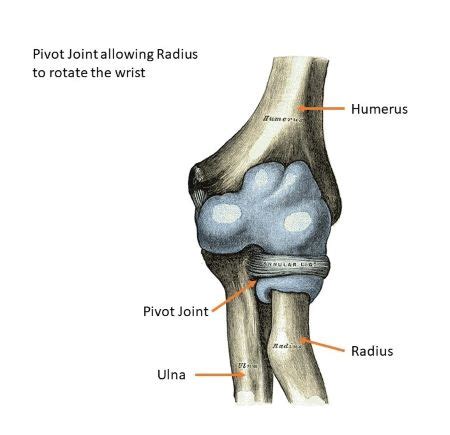 Pivot Joint Neck