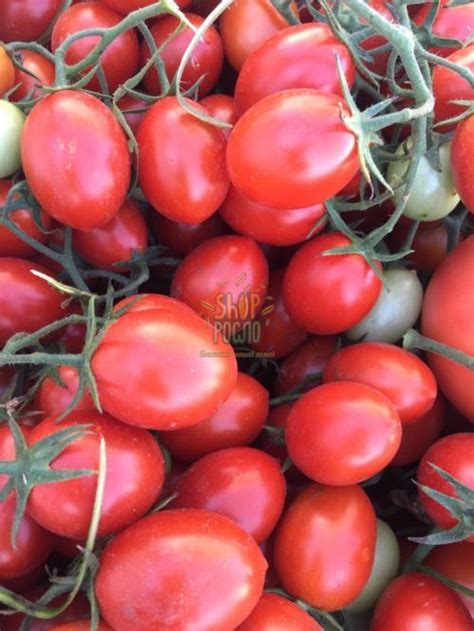 Насіння томату 6 Пунто 7 F1 Seminis Голландія 1 000 шт Товари для вирощування овочів та