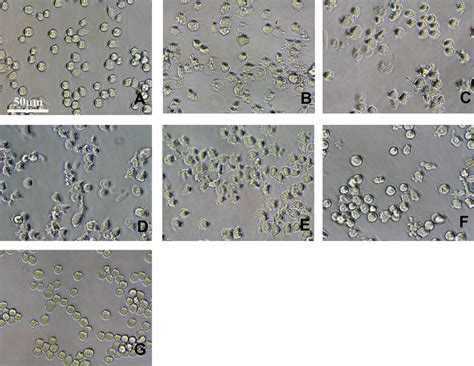 Db Improved The Morphology Of Lps Atp Induced Bv2 Cells A Control Download Scientific Diagram