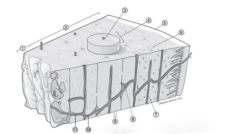 Chapter Supporting Connective Tissue Diagram Quizlet