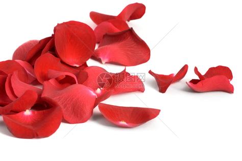 一朵玫瑰的花瓣在白色背景上高清图片下载 正版图片503168889 摄图网