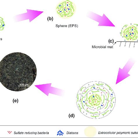 Schematic Diagram Showing Various Stages From Bio Microsphere To Ooid