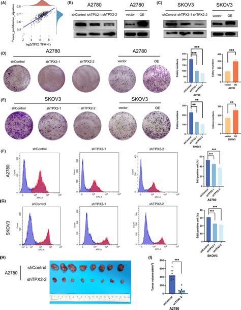 Tpx2 Accelerates Tumor Growth In Vivo And In Vitro A Correlation Of Download Scientific