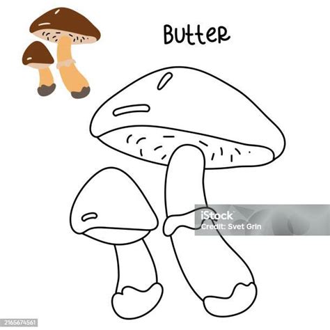 색칠을 위한 이름이 있는 식용 버섯 버터의 윤곽 및 색상 그림 고립된 벡터 평면 그림 숲의 식용 버섯 크고 작은 공부 놀이 흰색에 창의력 0명에 대한 스톡 벡터 아트 및