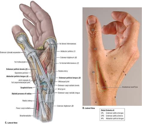 Styloid Process Of Radius Laurelminhoffman