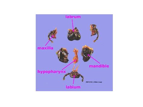 The Grasshopper Classification Domain Kingdom Phylum Subphylum Class