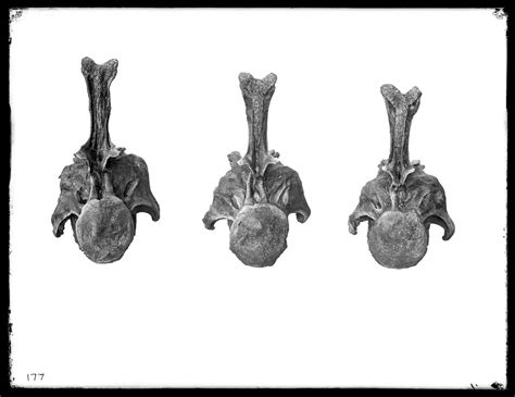 Digital Collections Amnh Diplodocus Longus Tail Vertebrae 4 5 6