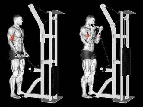 Cable Curl Guide Muscles Worked Tips Athlemove
