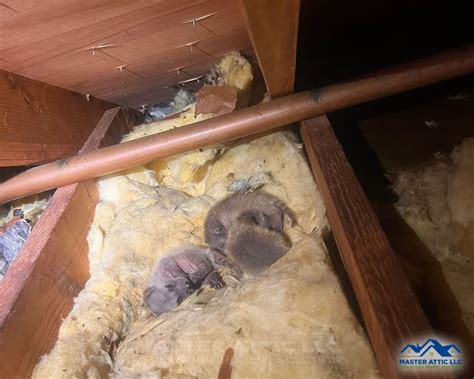 How Can You Tell What Animal Is In Your Attic