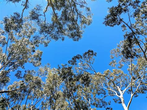 거친 고요한 나무 나뭇가지 나뭇잎 낙엽수 녹색 단풍 녹지 로우앵글 샷 맑은 공기 맑은 날 맑은 하늘 무성한 봄 사일런 삼림지대 숲 숲 캐노피